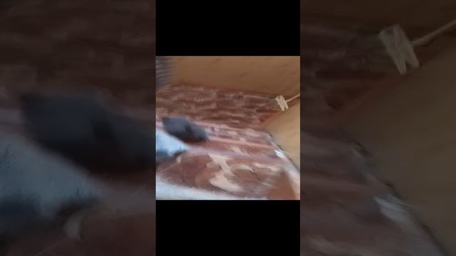 милый котик 1 серия 1 сезона