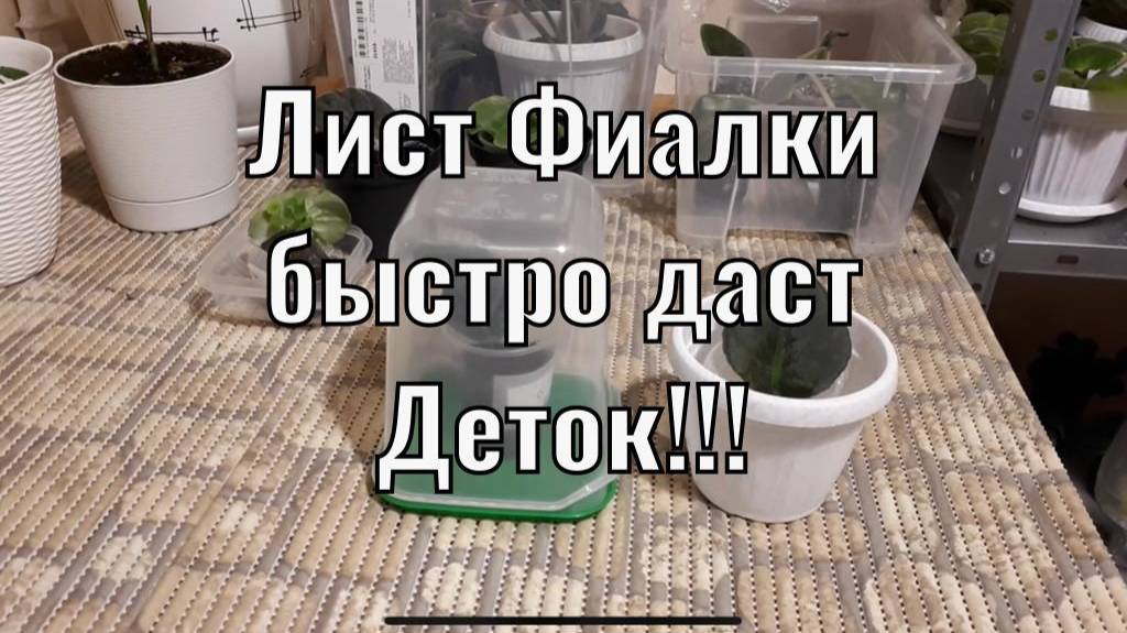 Фиалки! Детки появятся быстро даже зимой! Как ухаживать за листовым черенком?