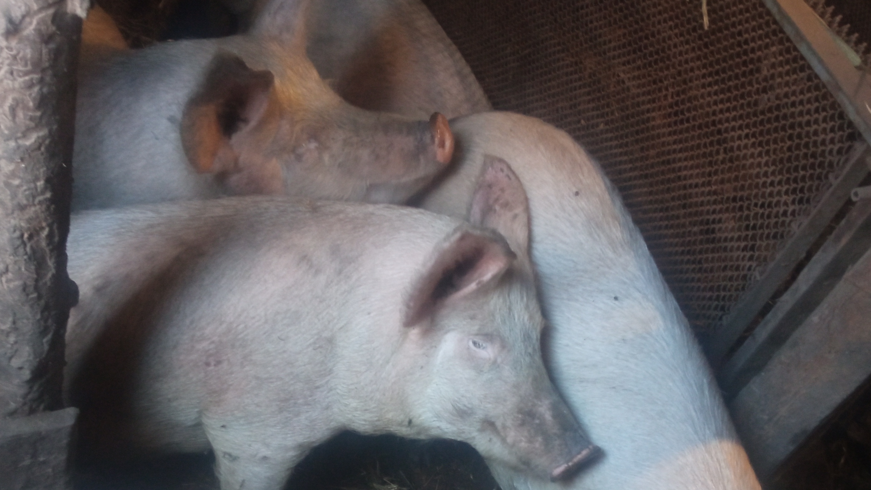 Супоросная свинка или толстая??? Большооой вопрос...Сельская Жизнь |