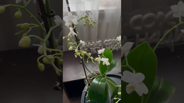 Почему я не кормлю цветущие орхидеи #орхидеи #дачныесоветыоттетинади