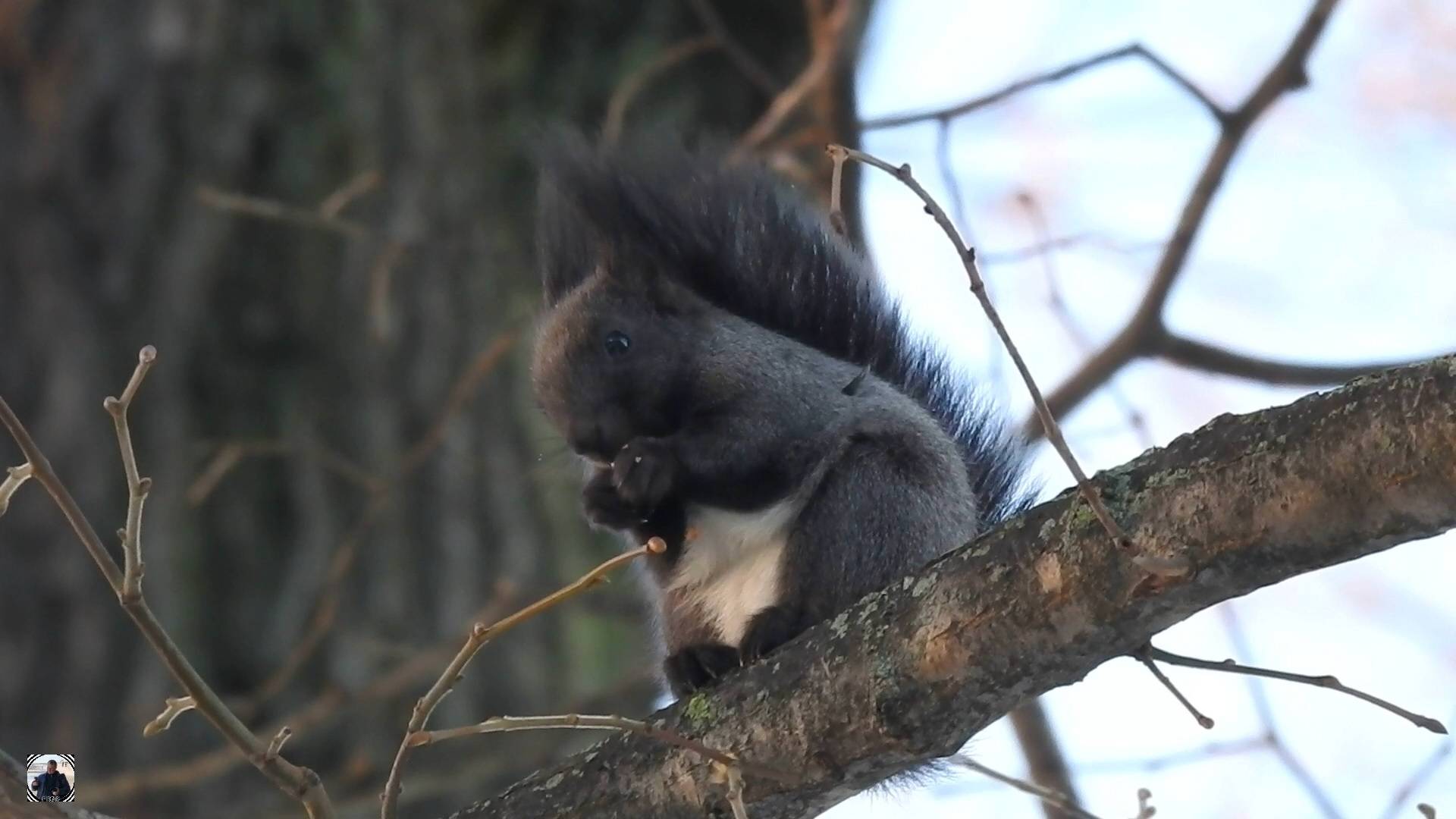 Чёрная белка в ЦПКиО, Елагин остров, СПб. Зима #белка #чернаябелка #цпкио #санктпетербург #squirrel