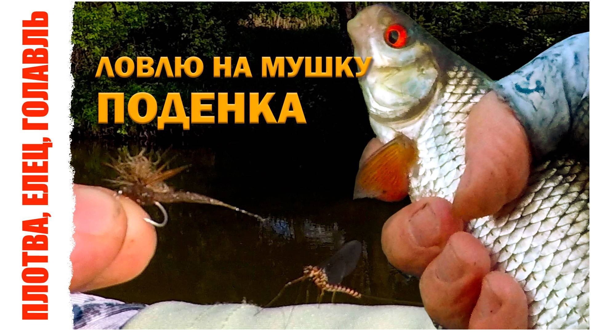 Ловлю на мушку ПОДЕНКА. Весенняя ловля плотвы, ельца, голавля нахлыстом. Мушка Extended Body Mayfly