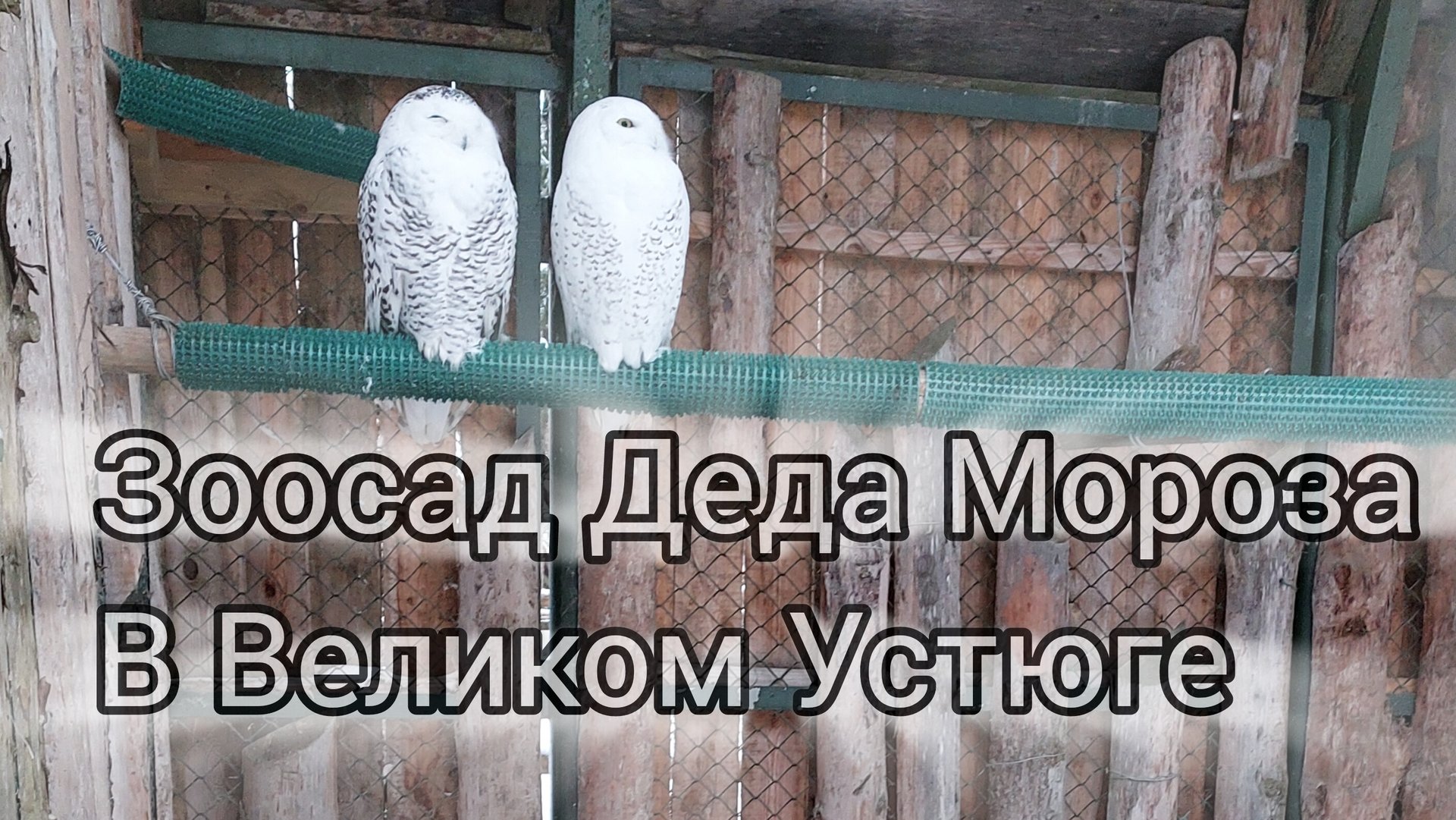 Вы знали, что Зоосад Деда Мороза в Великом Устюге - это филиал Московского зоопарка?