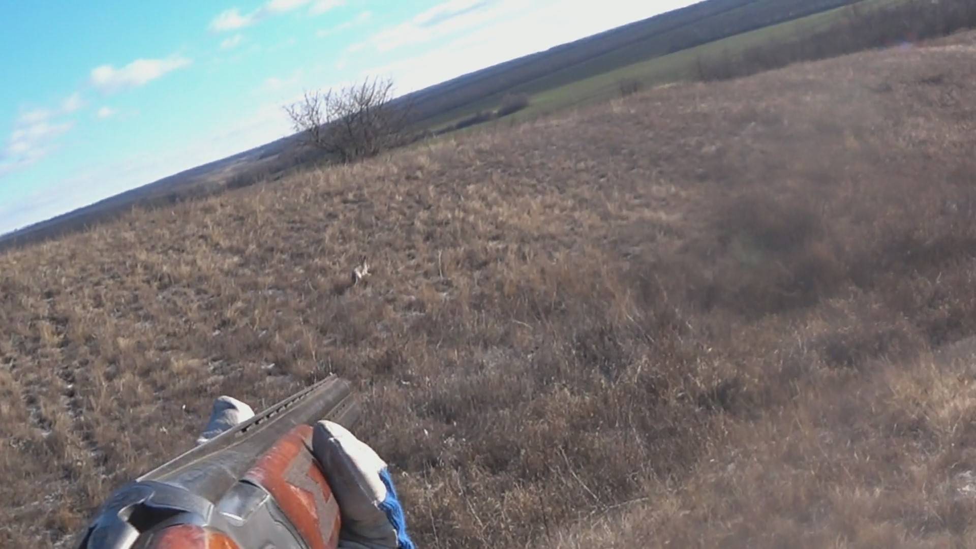 Матерые зайцы и настеганые. Фазаны