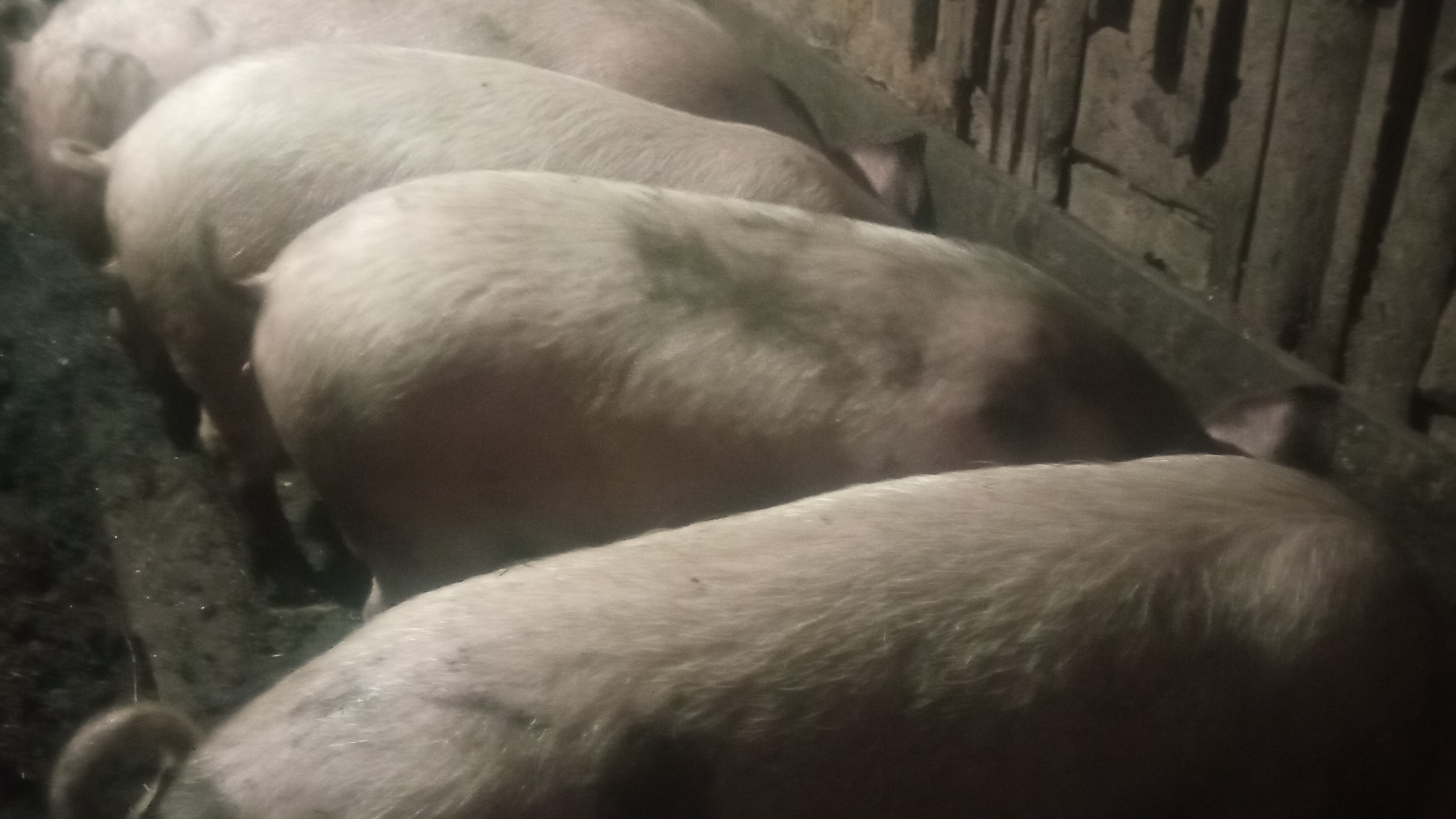 Свинки кушают и чавкают. Прикольные моменты | Интересные факты |