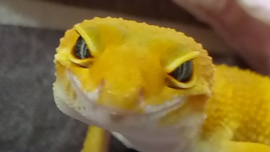 у нас появились стикеры в ТГК