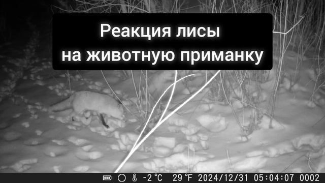 Реакция лисы на приманку Путик и животную приманку