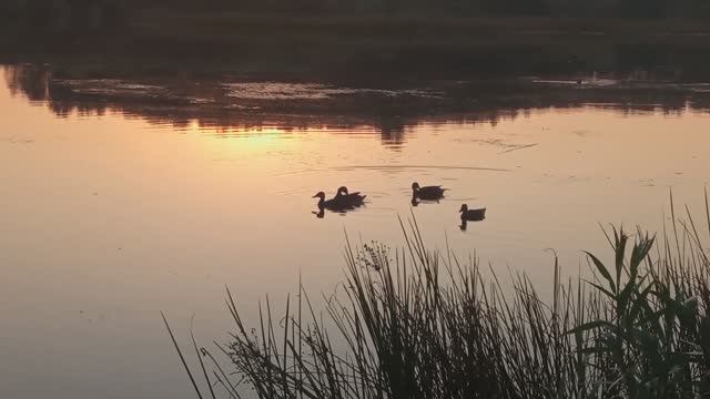 Красивый вечер на пруду на закате солнца. Прекрасные виды природы