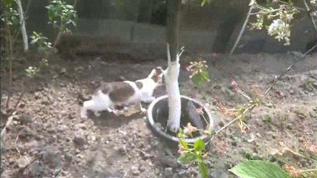 2021 Май Котики Мама я