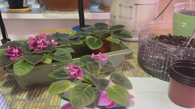 Цветущая Фиалка! Как пересадить?