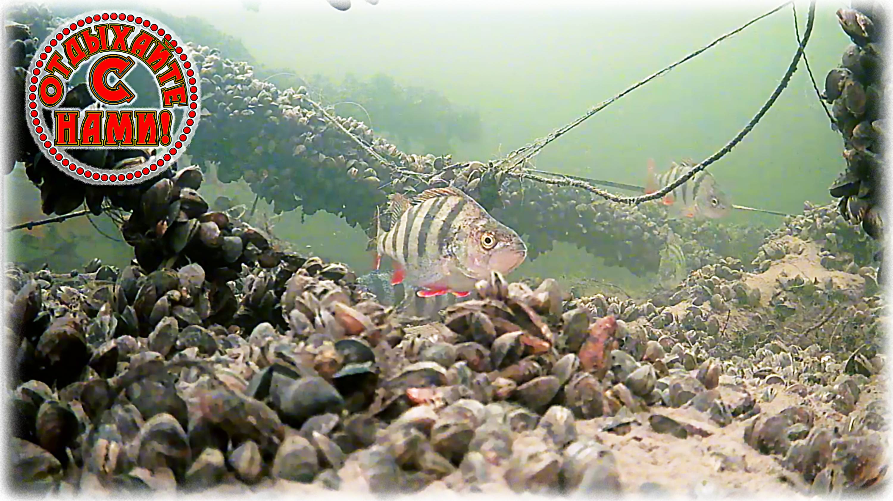 Подводная съемка на реке Волга Чебоксарская ГЭС.