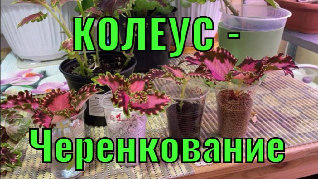 Эксперимент с Колеусом!!! Укореняем черенки в разных субстратах!