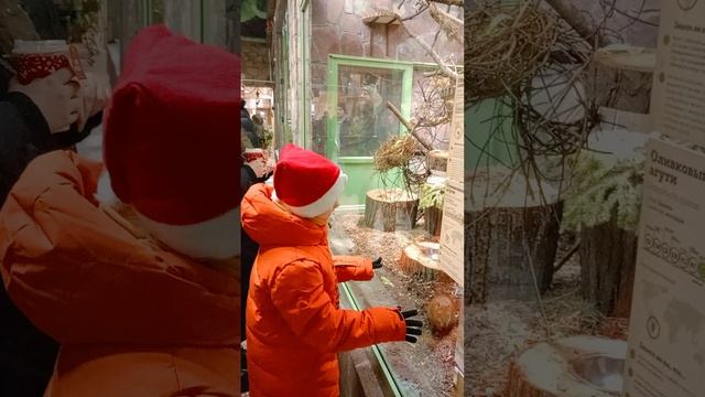 Зоопарк новогодний