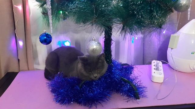 Кот под елочкой
