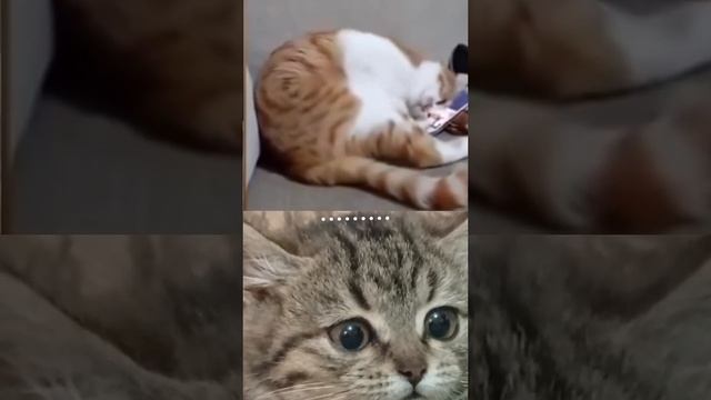 Котики мурчалки