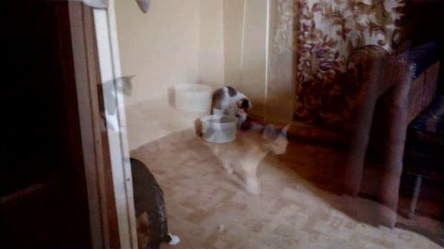 2021 Март Улица огород Котики