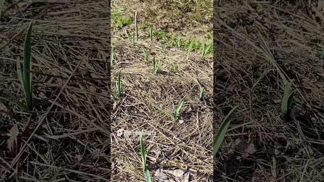 Не пропустите главную подкормку чеснока!