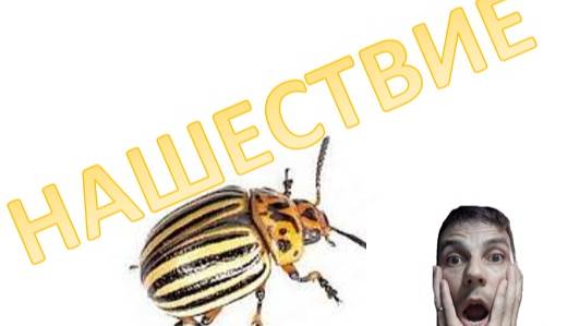 Истории садовода. Колорадский жук. Что делать?