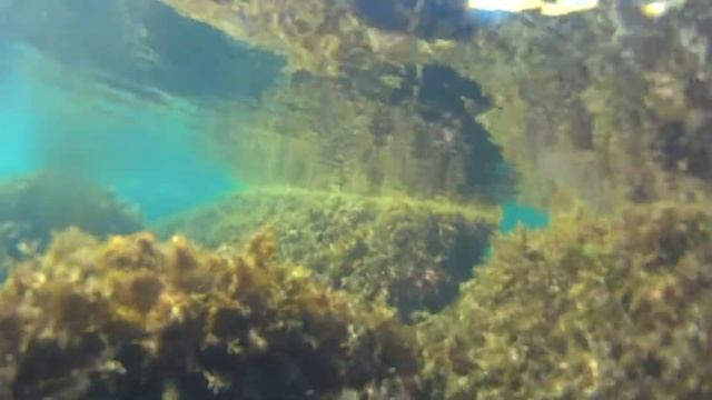 2018 9 ПОД ПЛАКОЙ ДЕЛЬФИНЫ И КОТИКИ