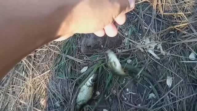 Сразу два карася на удочку, правда с размером промах. Один за другим таскаю карасей на пруду