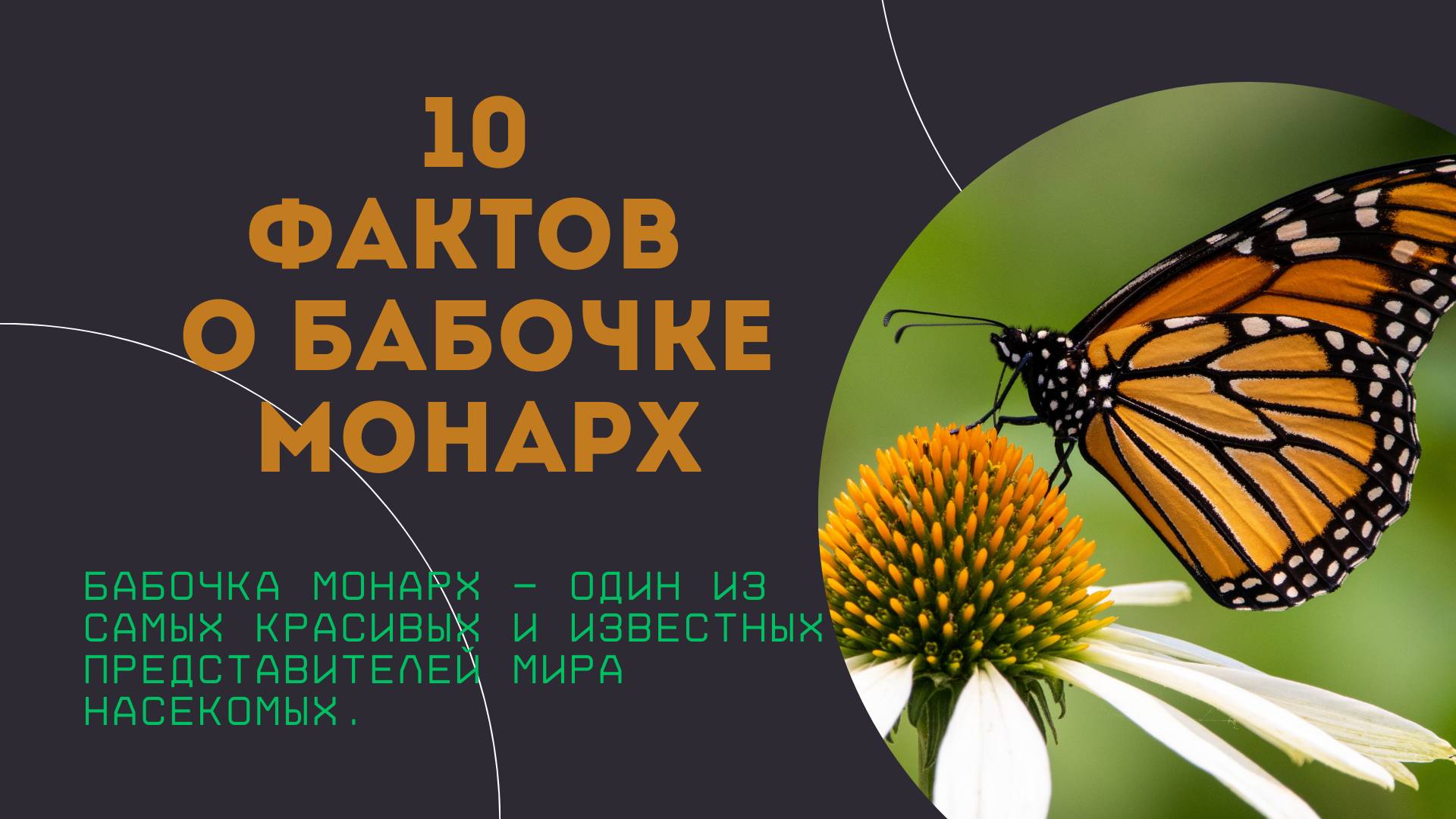 10 фактов о бабочке Монарх.