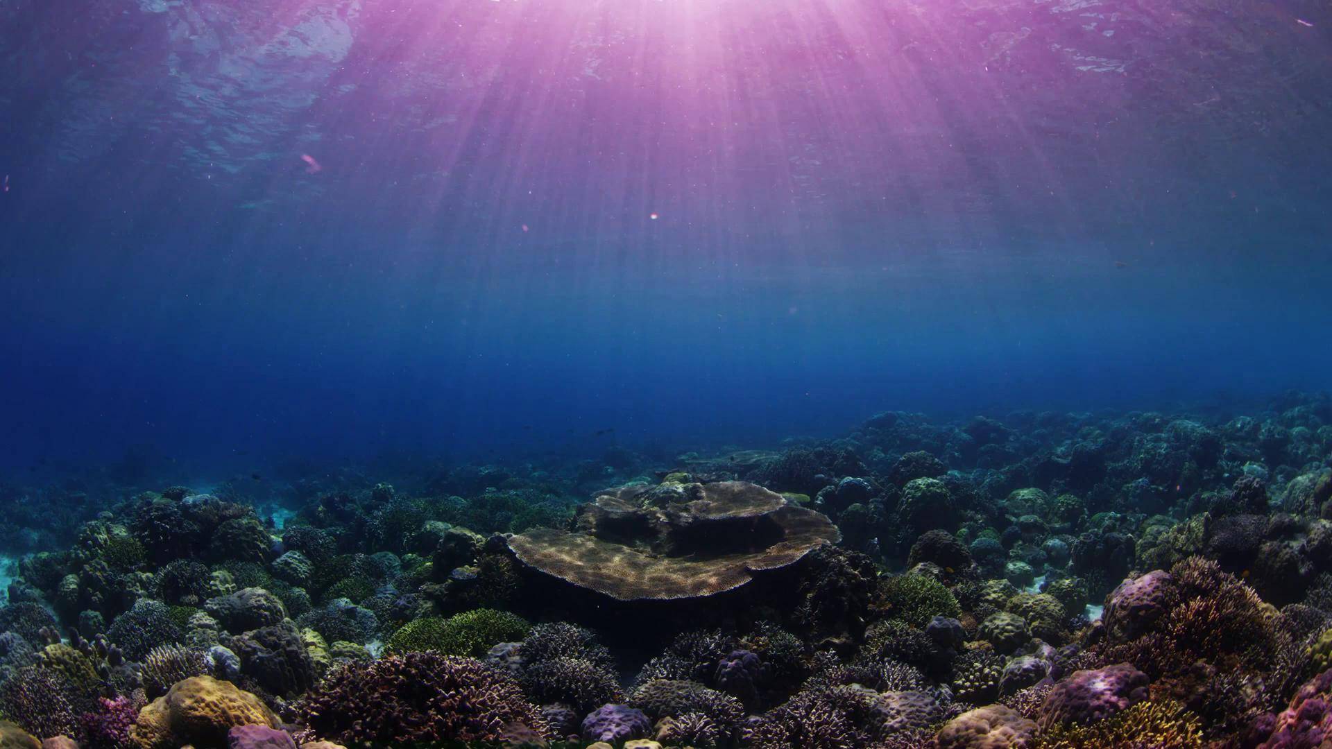 Окно дикой природы.
Взгляд в глубину.