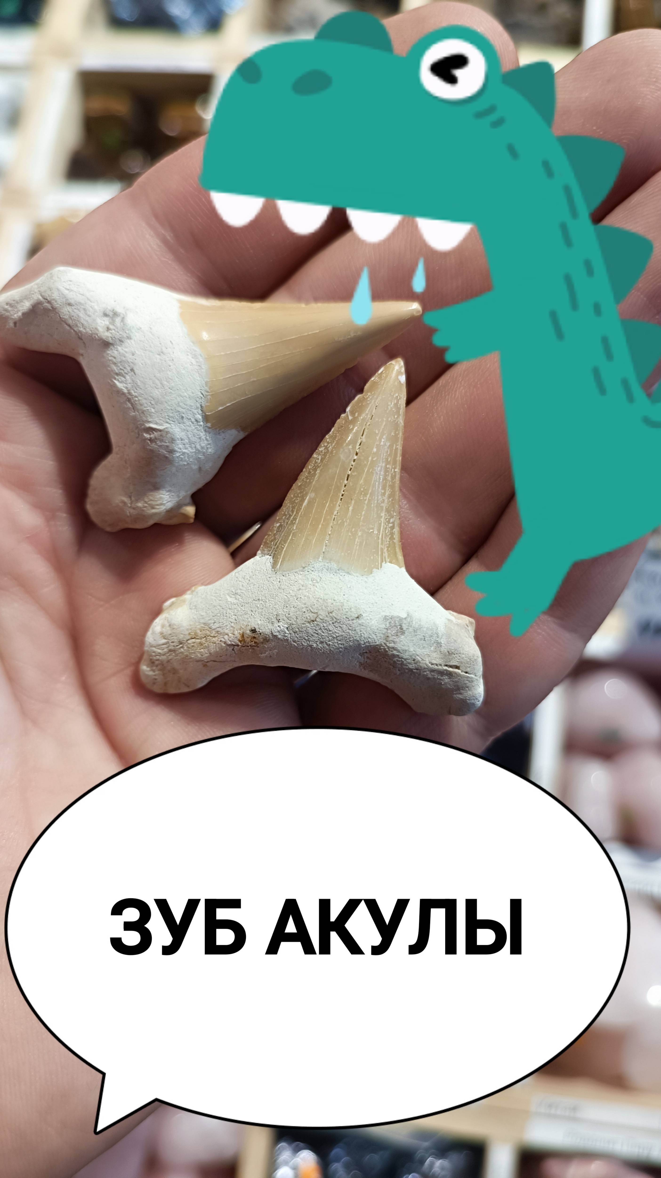 Окаменелый зуб акулы