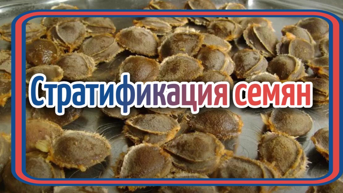 Стратификация семян, косточек