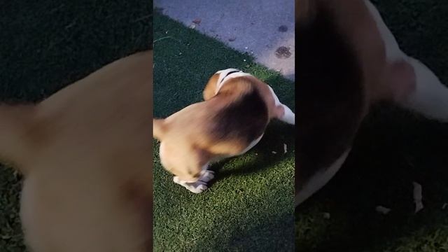 Собака сломалась 😂