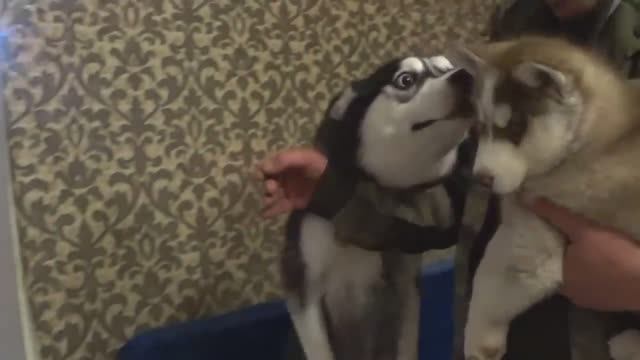 Хаски Материнский инстинкт на максималках