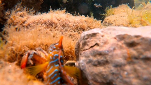 2022 6 21 НОВЫЙ СВЕТ РЫБКИ СОБАЧКИ УСТРИЦЫ