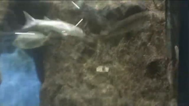 2014 СЕВАСТОПОЛЬ И РЫБА