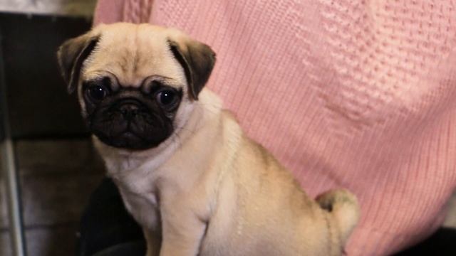 Видео Гончарная мастерская