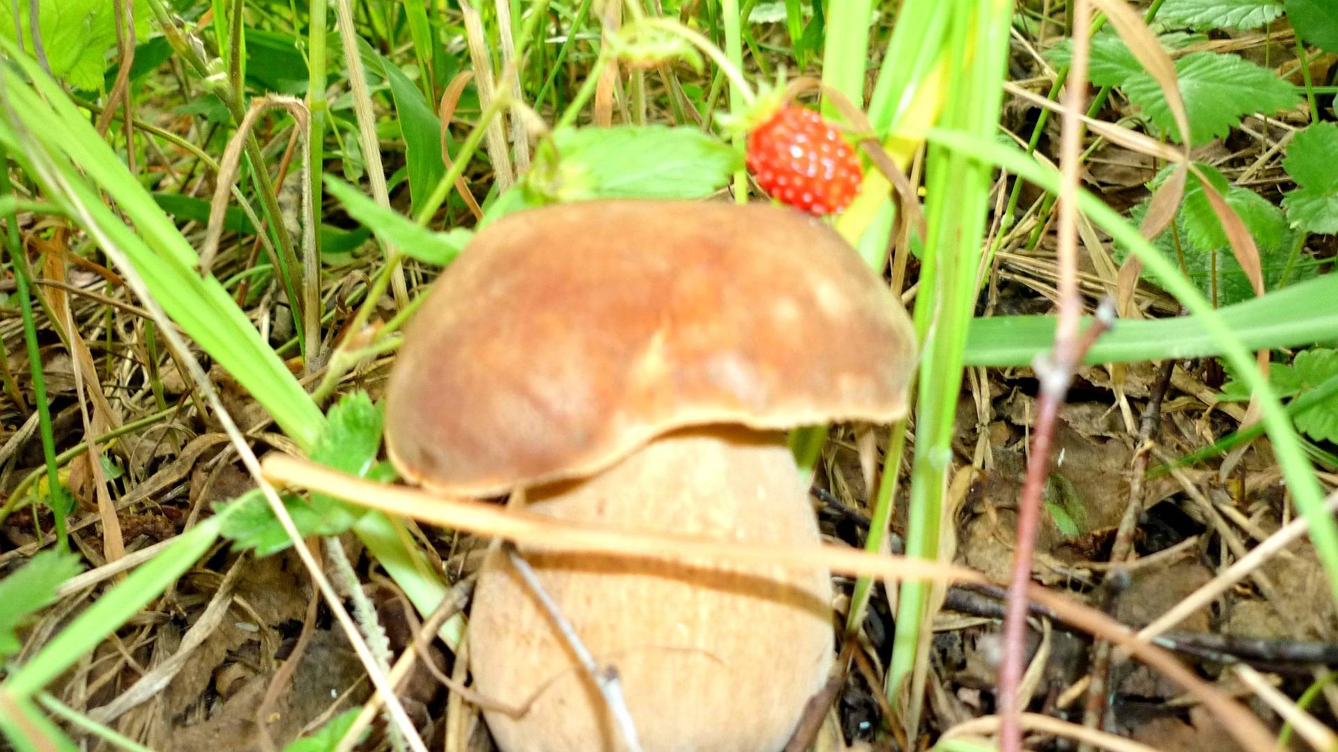 Суп из Лесных грибов | Белый гриб | Подберёзовик |  Подосиновик