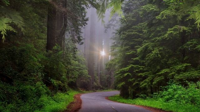 Звук леса и пение птиц. Звуки природы.