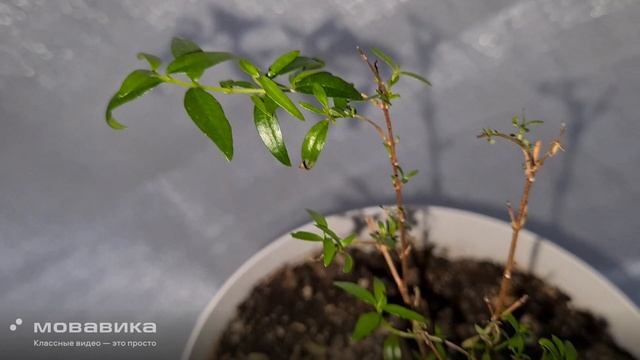 Розовеющий 13