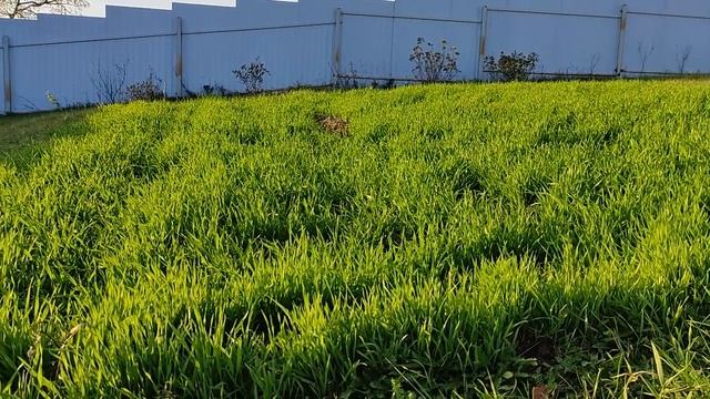 Сидерат РОЖЬ или СЕВООБОРОТ на КАРТОФЕЛЬНОМ поле