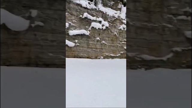 Мототолкач Ураган топчет путик мотобуксировщикам друзей, а также таскает их сани.