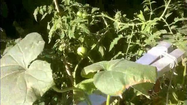 2021 Август Мама я