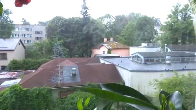 немного о комнатных растениях. Рената Смирнова. Рига