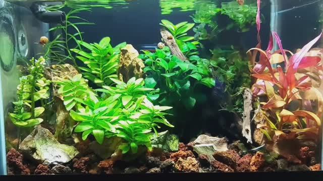 Микромир. Самый маленький растительный аквариум