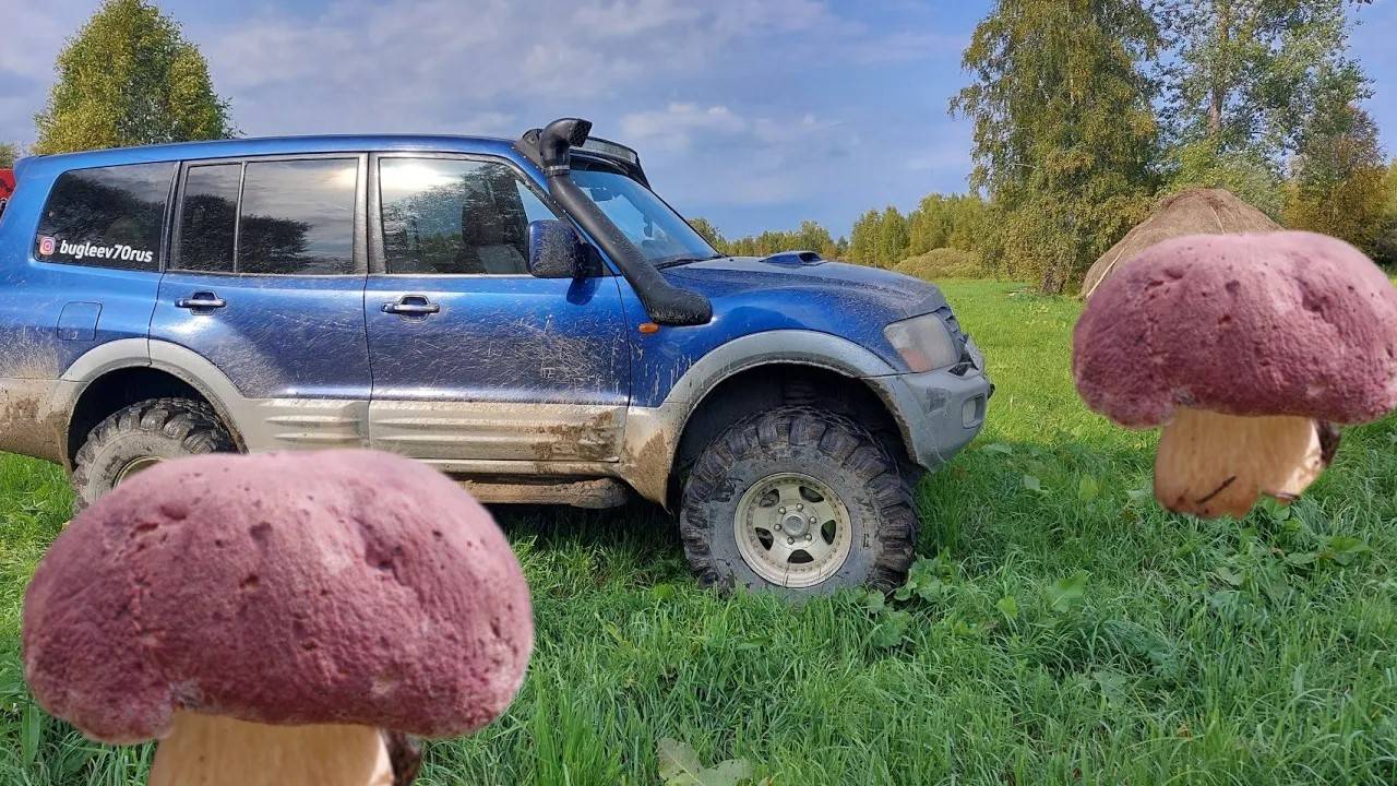 Традиционная поездка за грибами