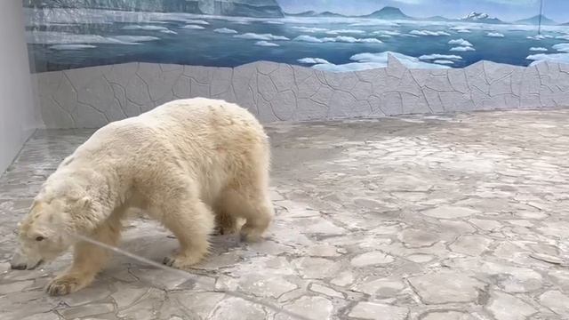 ❄️Мы спешили и успели перед праздником закончить ремонт в вольере белой медведицы.