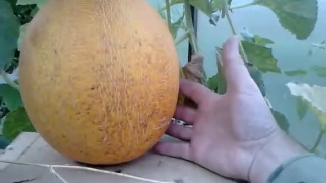 наш урожай 2016