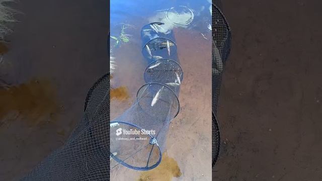 проверяет улов красотка хитропопая #shorts