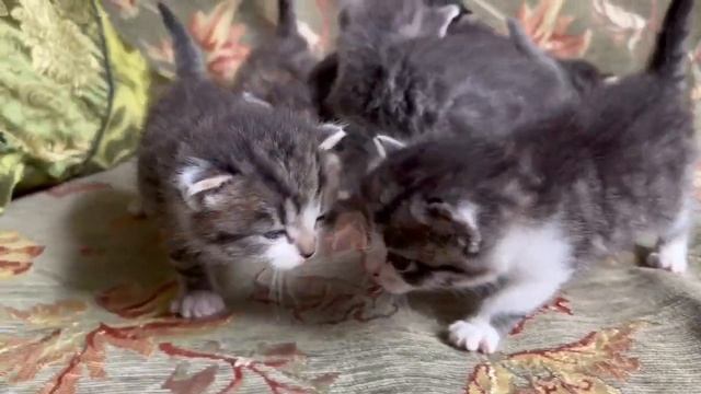 котята июль 2023