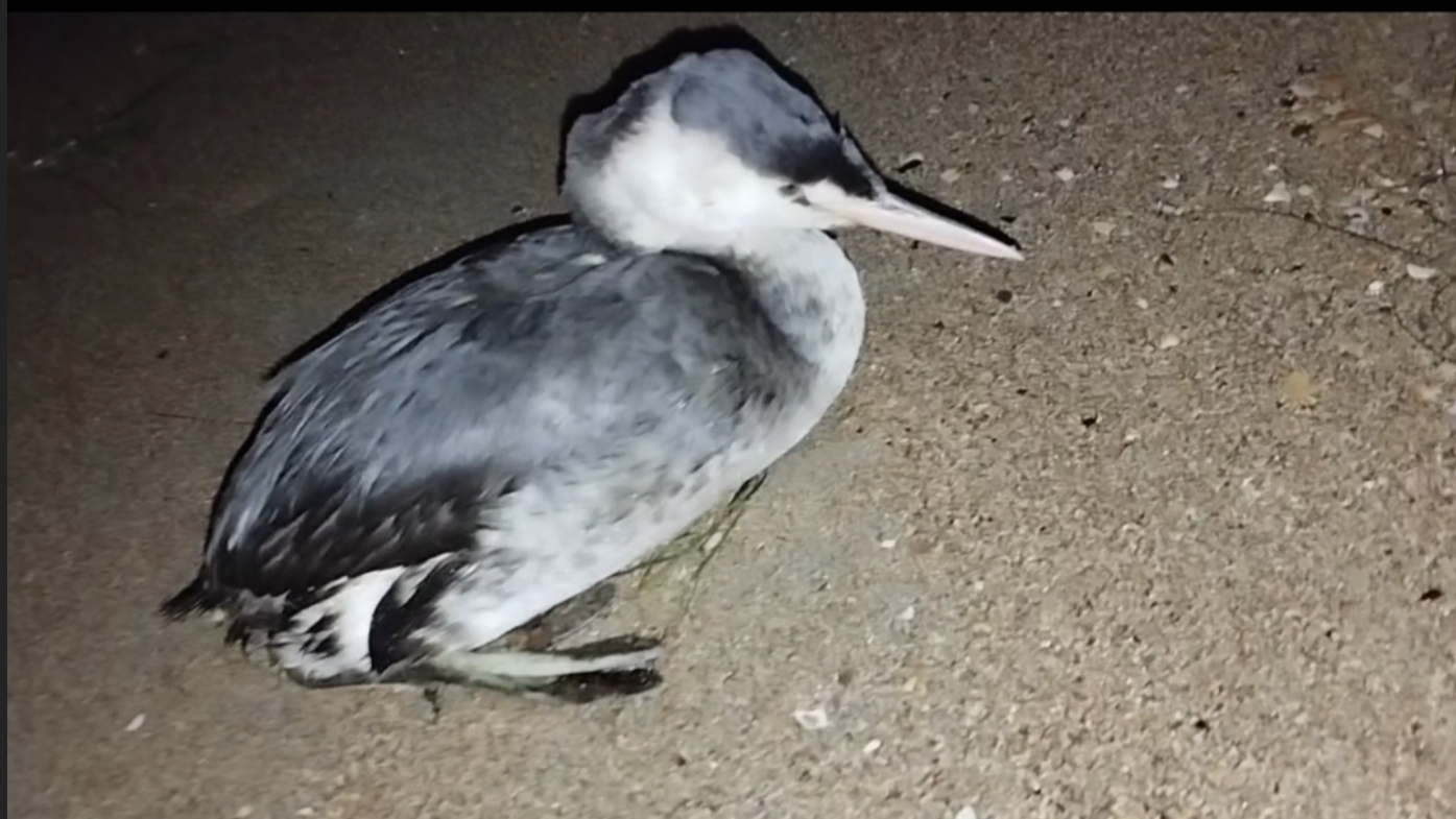 Рождественские колядки