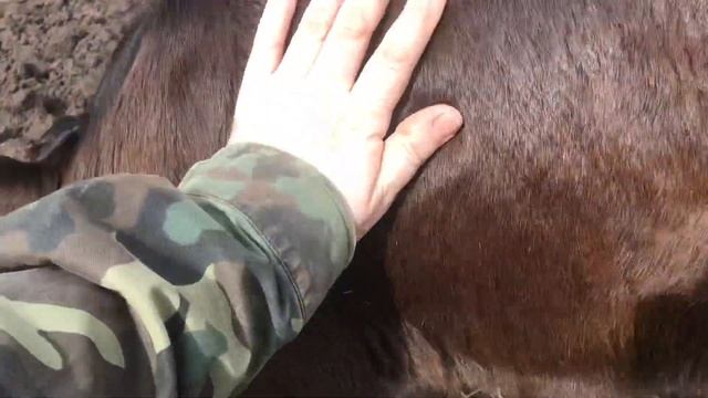 К дню рождения получил подарочек от нашей коровы!