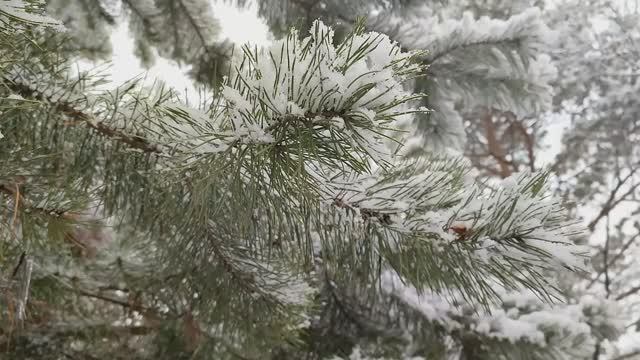 Неожиданный снегопад