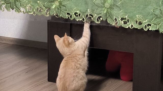 Катюша играет с котом Персиком